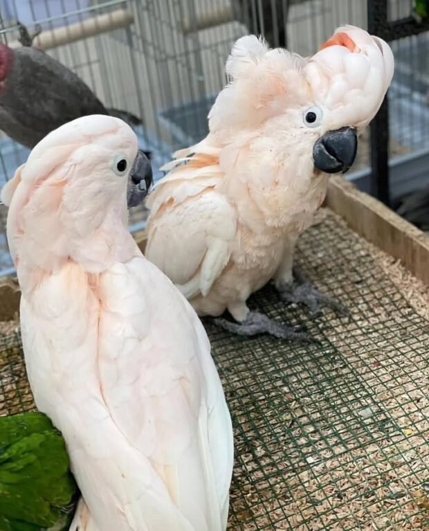 Moluccan Cockatoo Parrots - Sunni Exotic Parrots